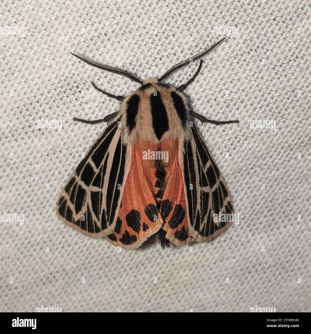 Parthenice Tiger Moth (Apantesis parthenice Stock Photo - Alamy
