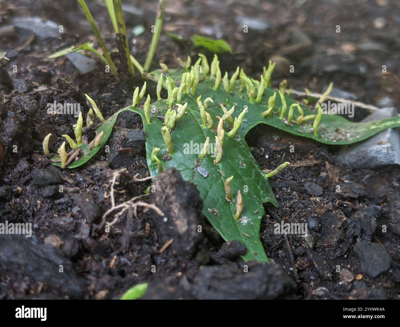 Maple Spindle Gall Mite (Vasates aceriscrumena Stock Photo - Alamy
