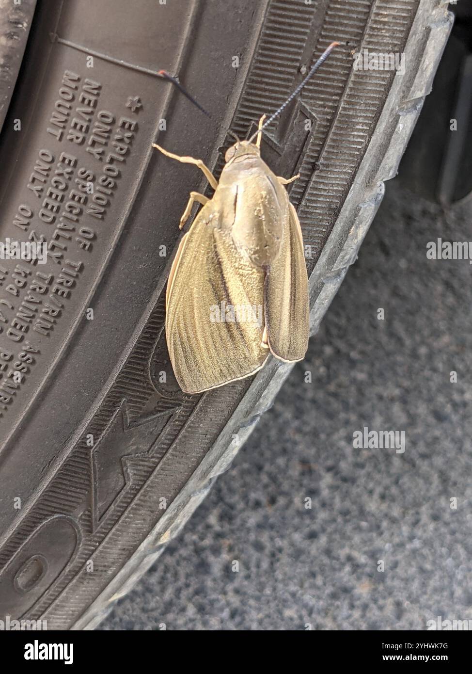 Palm Moth (Paysandisia archon Stock Photo - Alamy