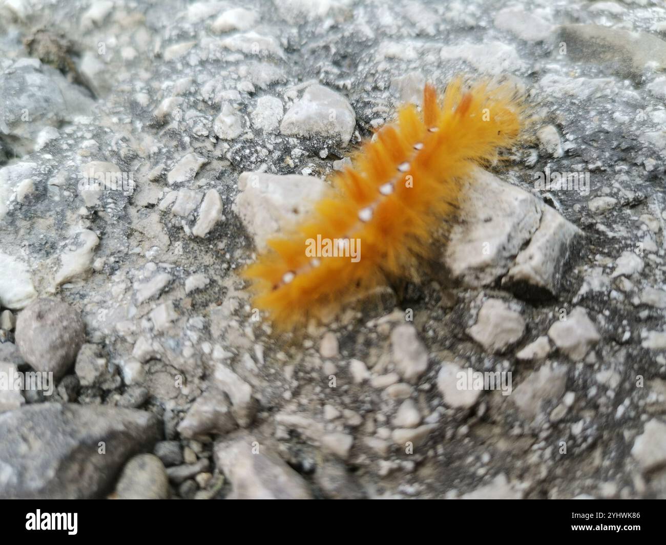 Sycamore Moth (Acronicta aceris Stock Photo - Alamy