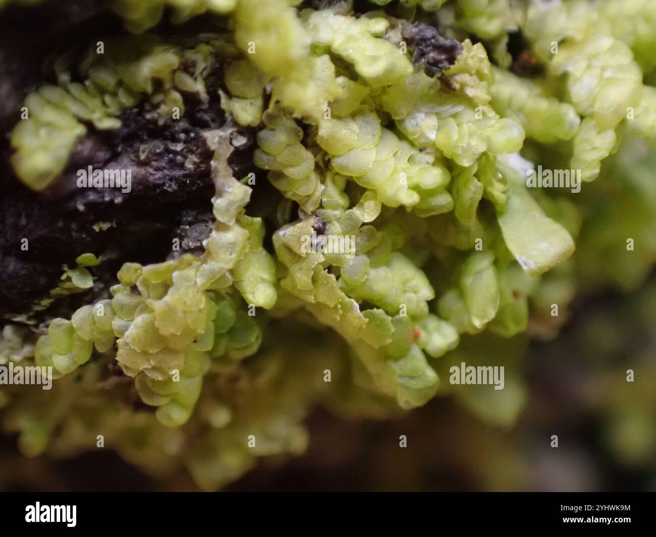 Flat-leaved Scalewort (Radula complanata Stock Photo - Alamy