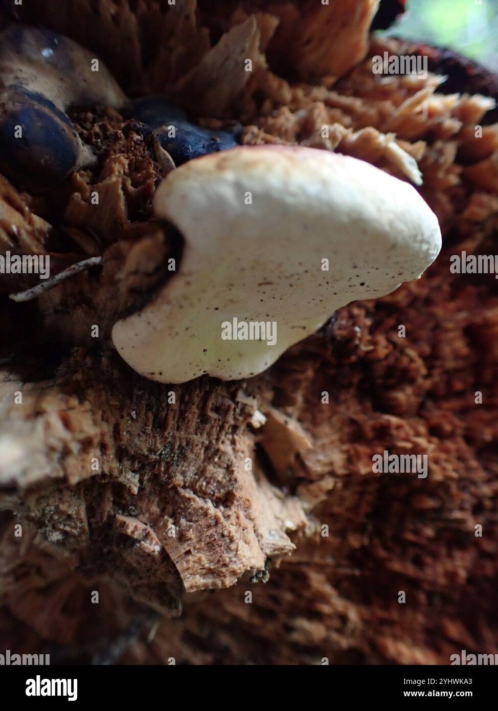 Red-banded Conks (Fomitopsis pinicola Stock Photo - Alamy