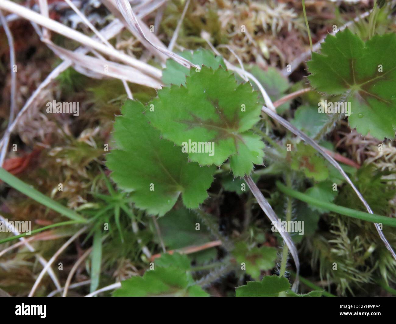 crevice alumroot (Heuchera micrantha Stock Photo - Alamy