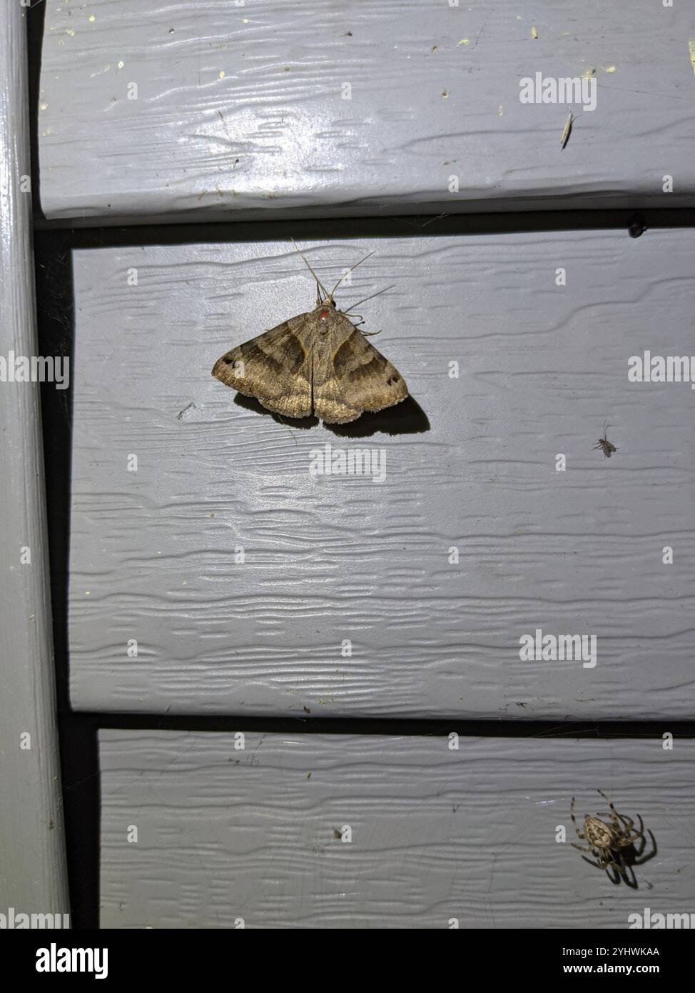 Crassiuscula hi-res stock photography and images - Alamy