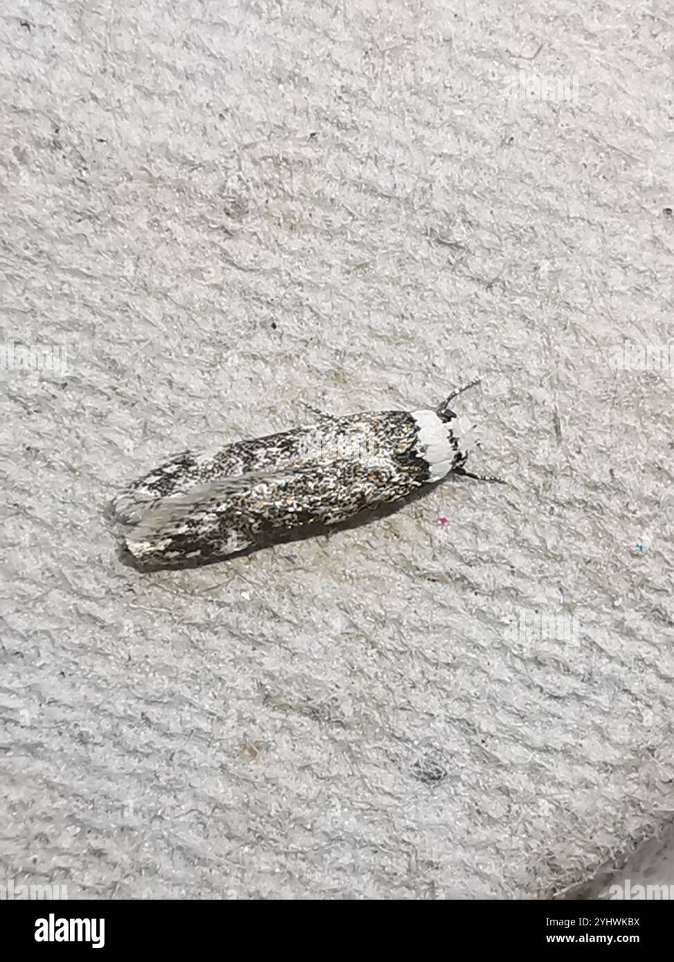 White shouldered moth hi-res stock photography and images - Alamy