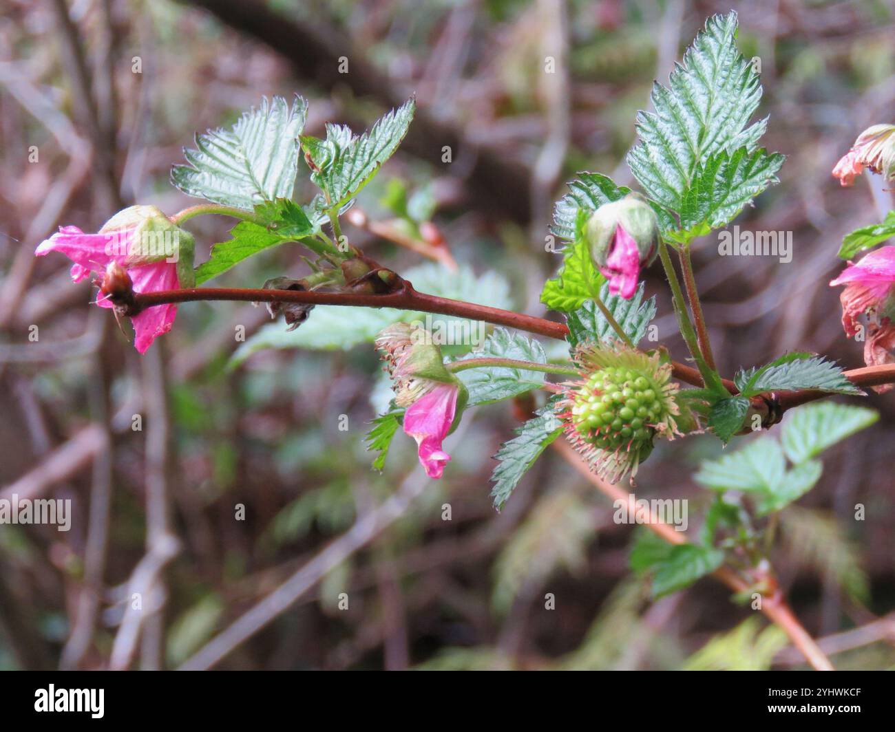 Salmonberry (Rubus spectabilis Stock Photo - Alamy