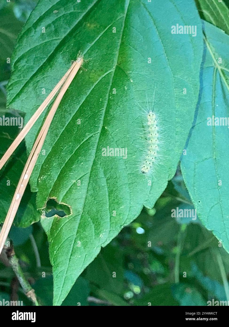 Fall Webworm Moth (Hyphantria cunea Stock Photo - Alamy