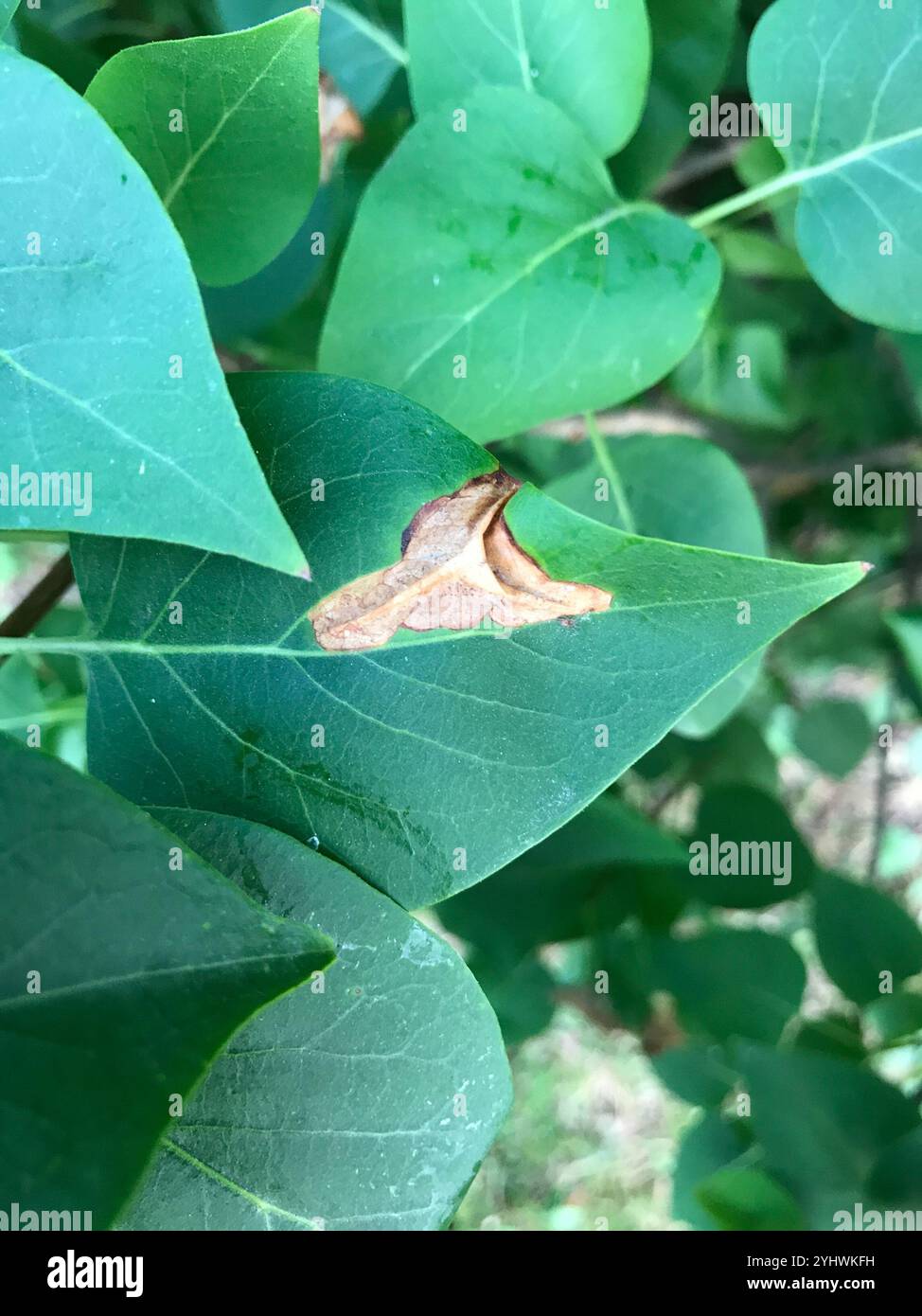 Lilac Leafminer Moth (Gracillaria syringella Stock Photo - Alamy