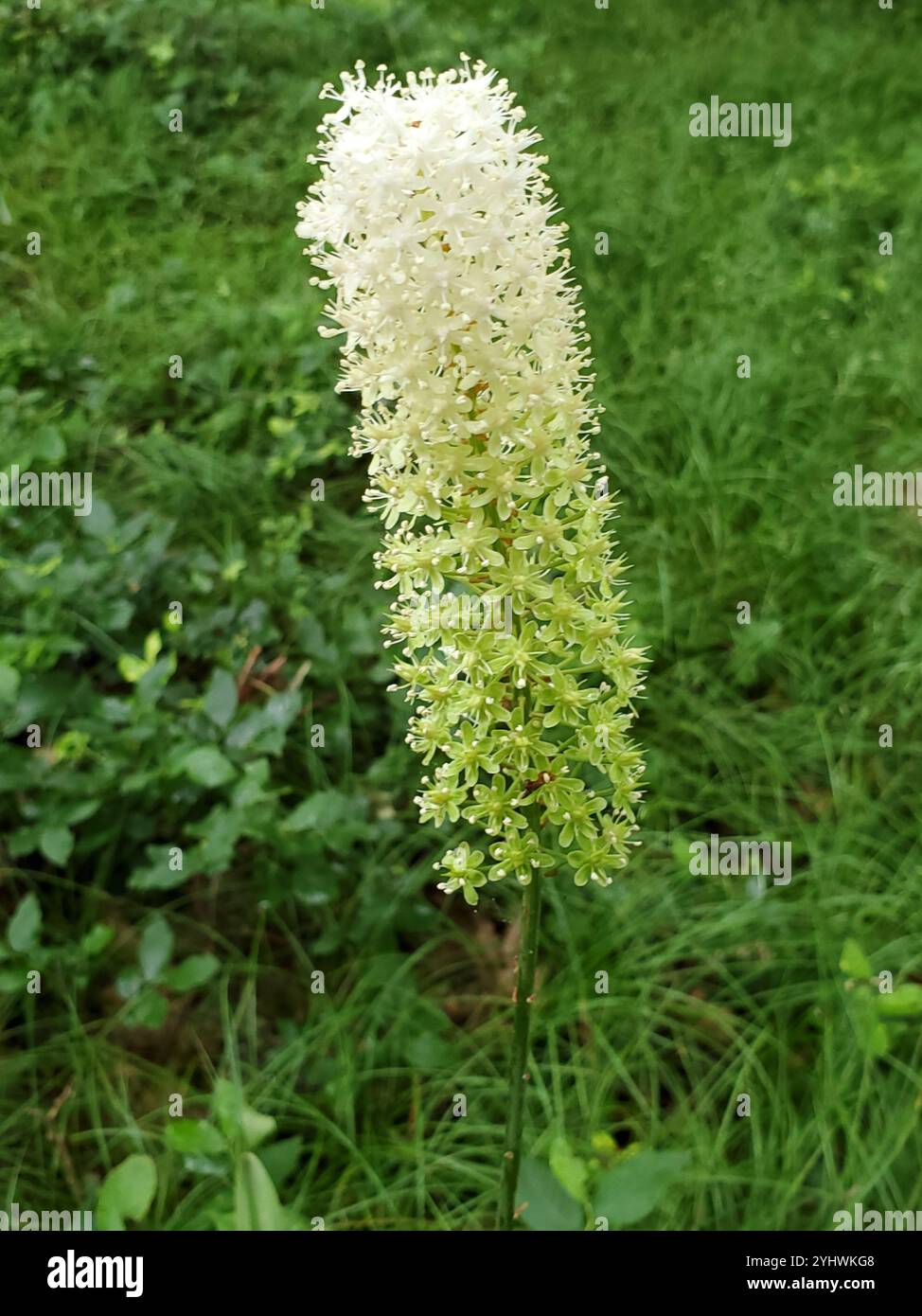 fly poison (Amianthium muscitoxicum Stock Photo - Alamy