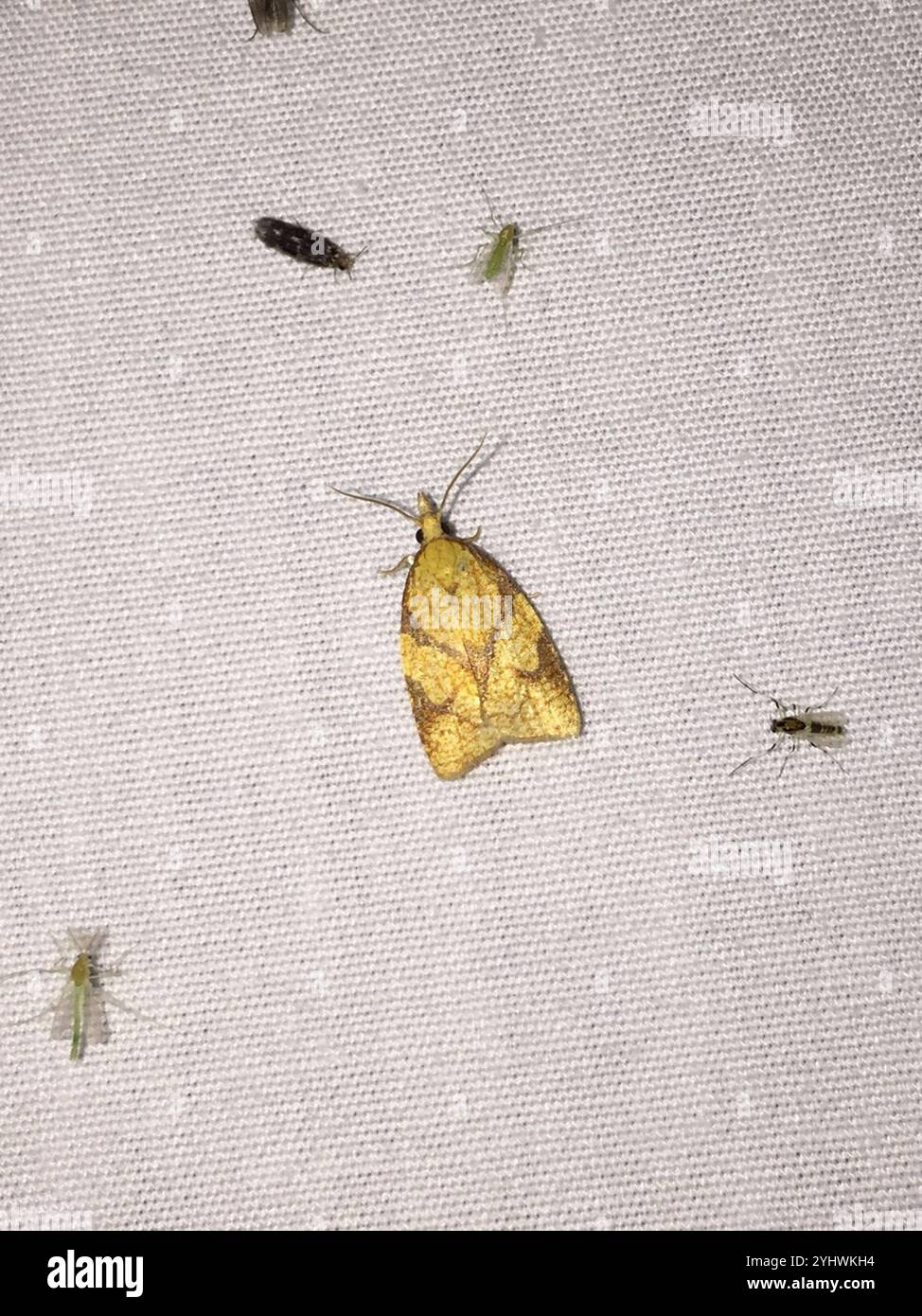 Reticulated Fruitworm Moth (Cenopis reticulatana Stock Photo - Alamy