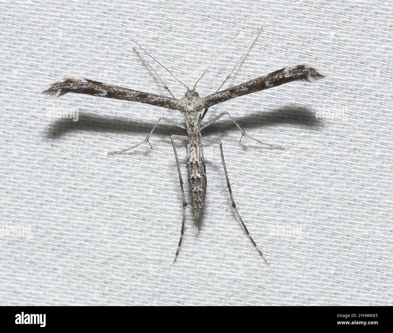 Black-marked Plume Moth (Hellinsia inquinatus Stock Photo - Alamy