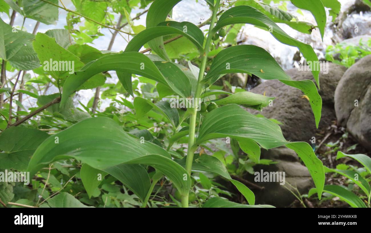 giant Solomon's seal (Polygonatum biflorum commutatum Stock Photo - Alamy