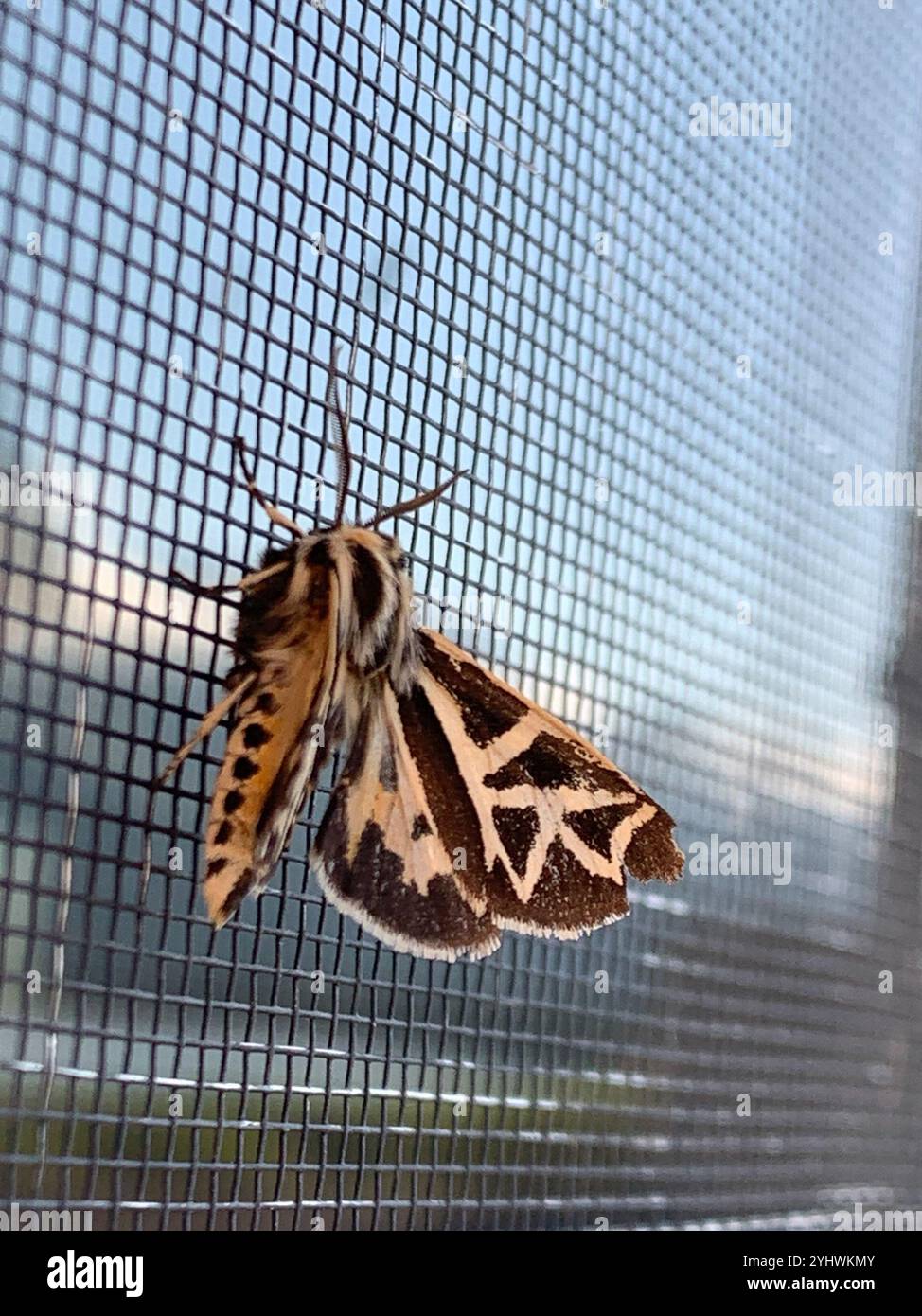 Williams' Tiger Moth (Apantesis williamsii Stock Photo - Alamy