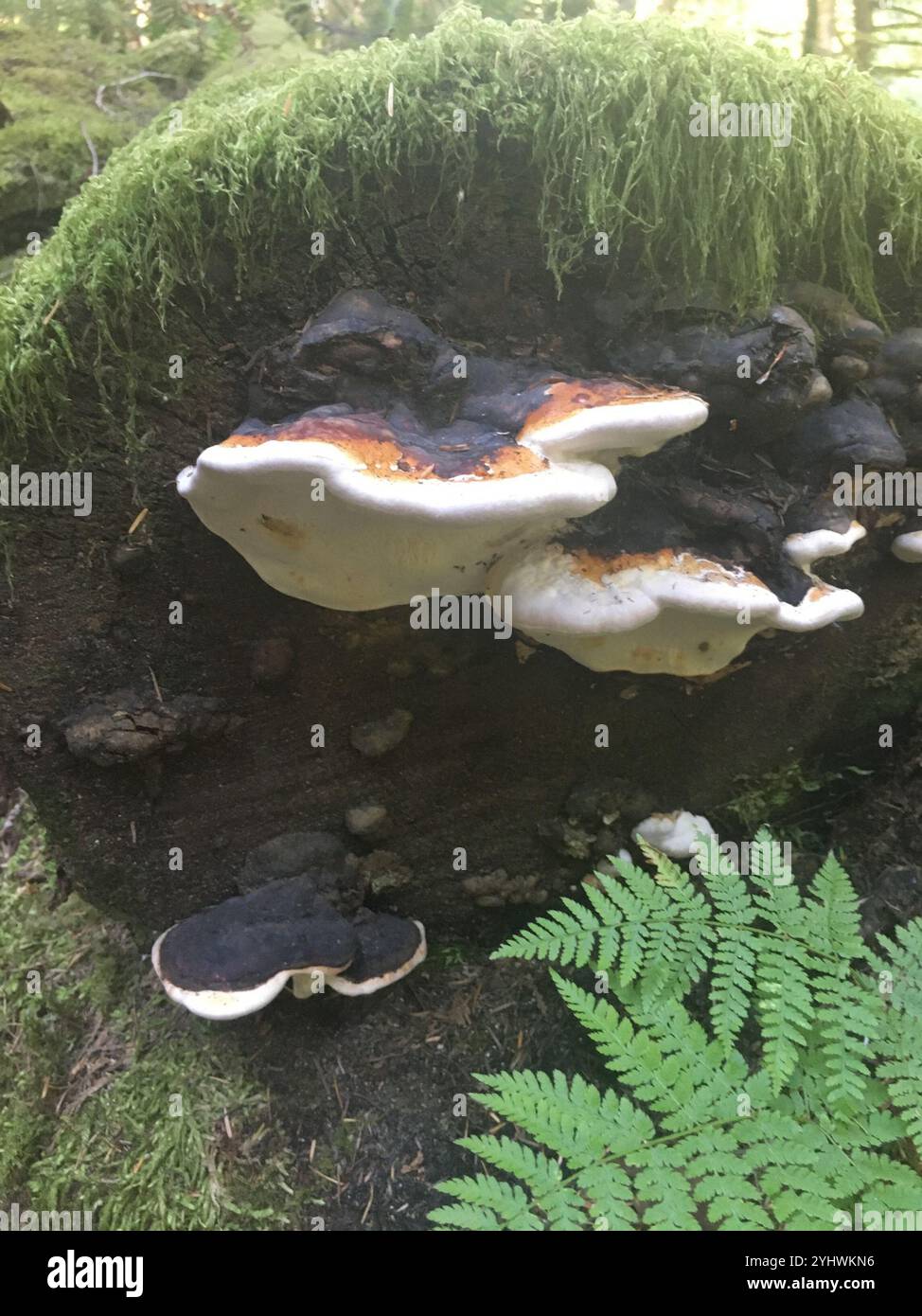 Northern Red Belt (Fomitopsis mounceae Stock Photo - Alamy