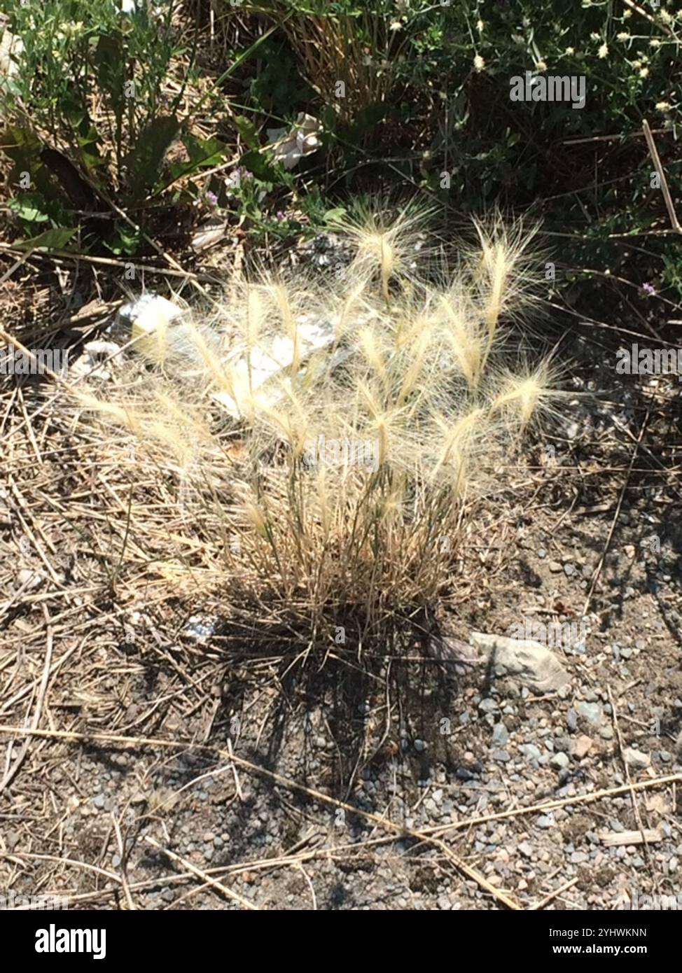Foxtail Barley (Hordeum jubatum Stock Photo - Alamy