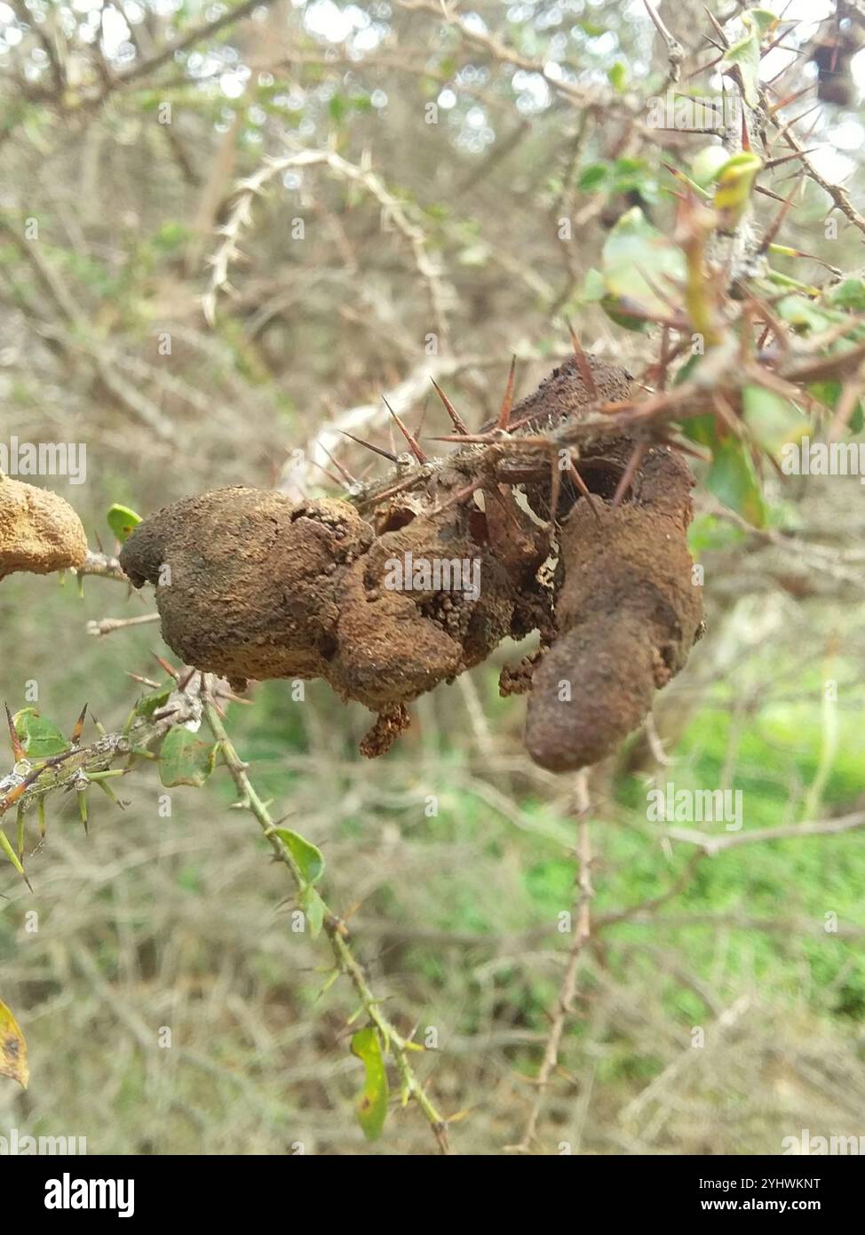 Kangaroo Thorn Gall Rust (Uromycladium paradoxae Stock Photo - Alamy