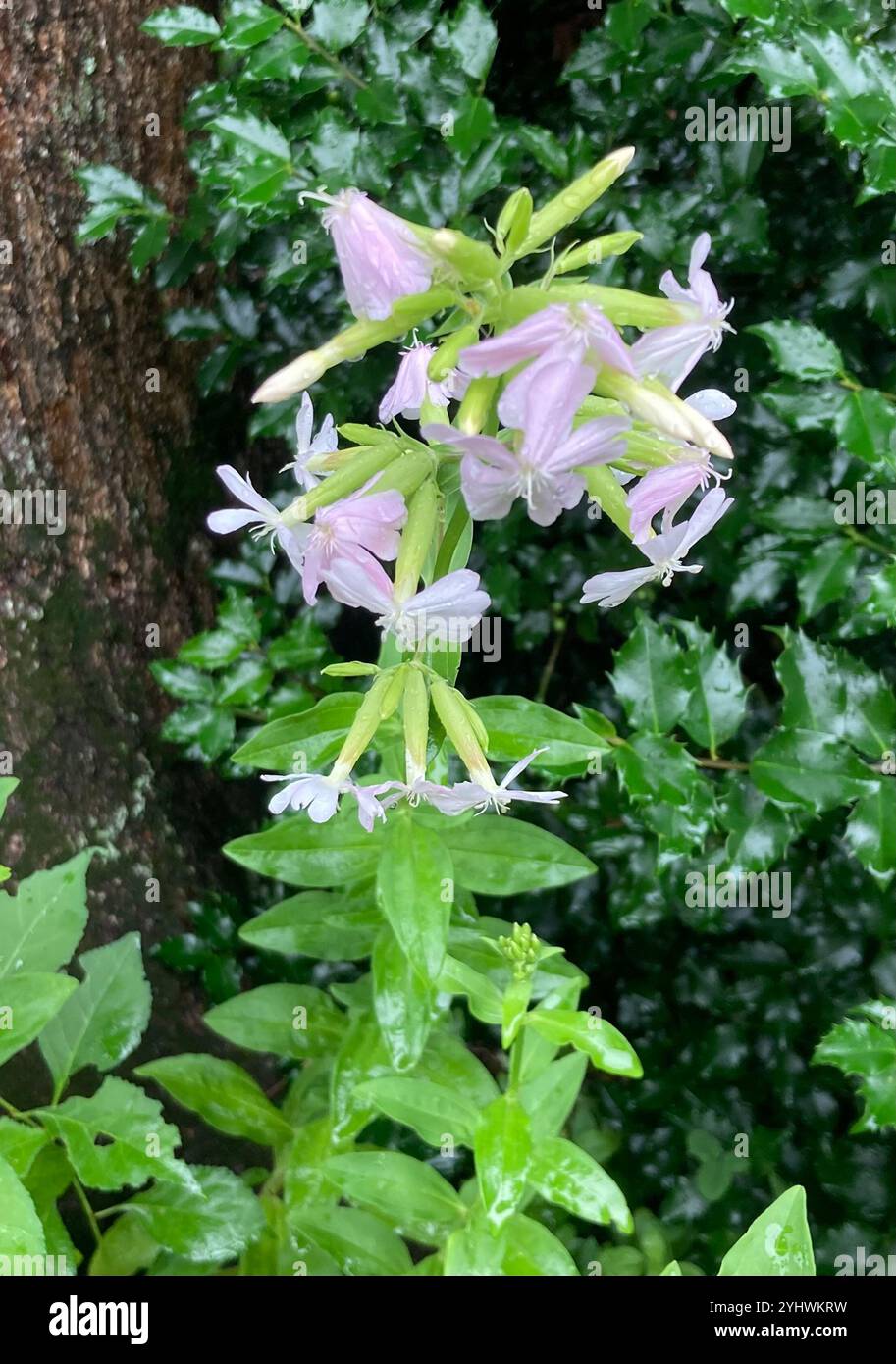 common soapwort (Saponaria officinalis Stock Photo - Alamy