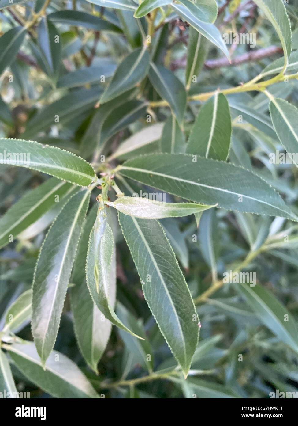 hybrid crack willow (Salix × fragilis Stock Photo - Alamy