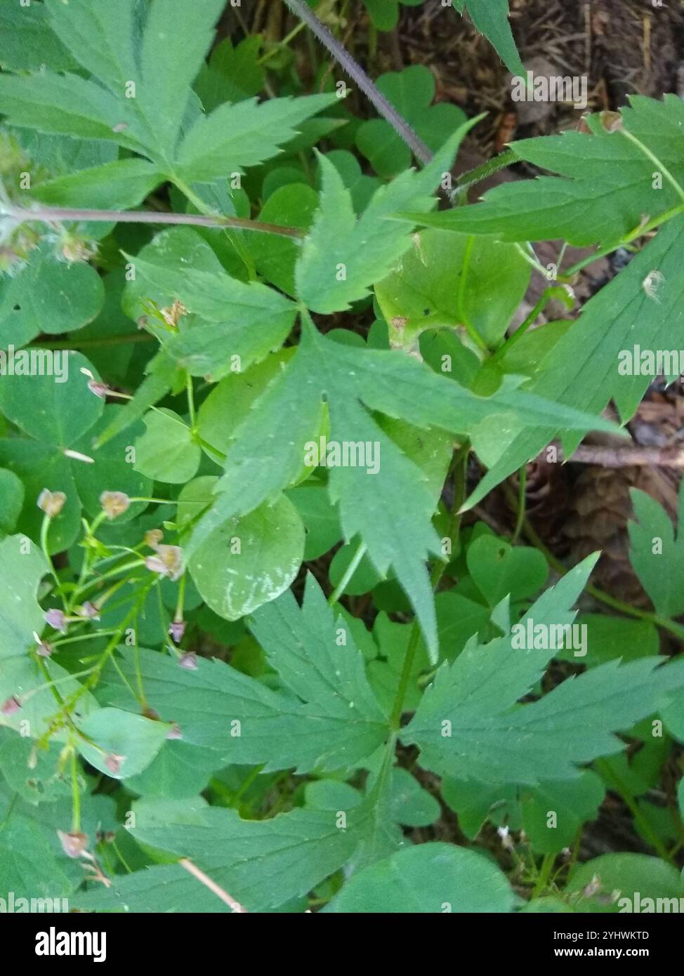 Hydrophyllum tenuipes hi-res stock photography and images - Alamy