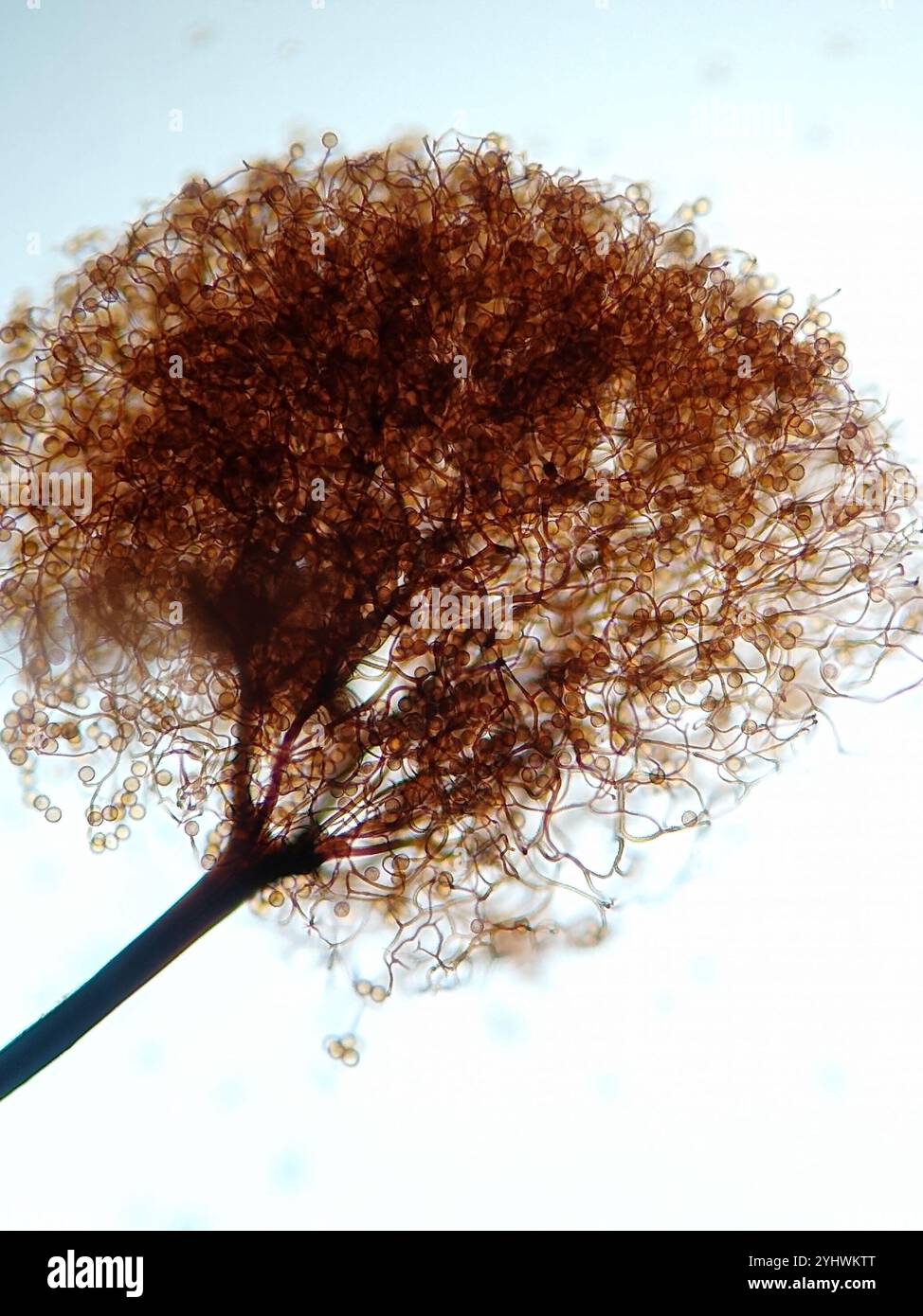 Comatricha elegans hi-res stock photography and images - Alamy