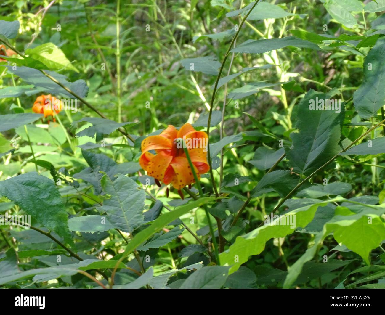 Michigan lily (Lilium michiganense Stock Photo - Alamy