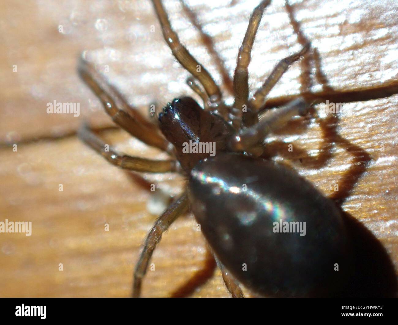 Soft Spiders (Cybaeidae Stock Photo - Alamy