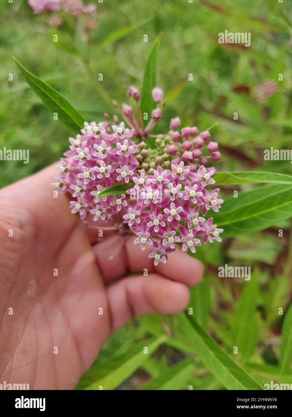 swamp milkweed (Asclepias incarnata Stock Photo - Alamy