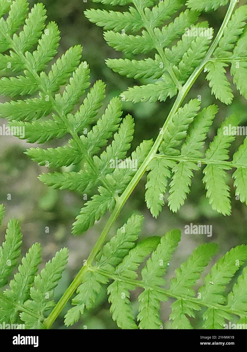 northern lady fern (Athyrium angustum Stock Photo - Alamy