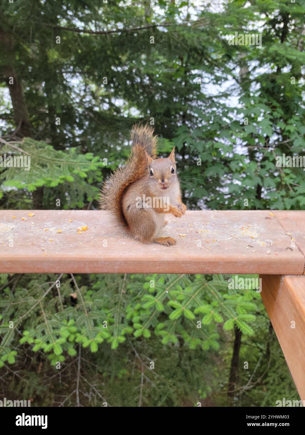 American Red Squirrel (Tamiasciurus hudsonicus Stock Photo - Alamy