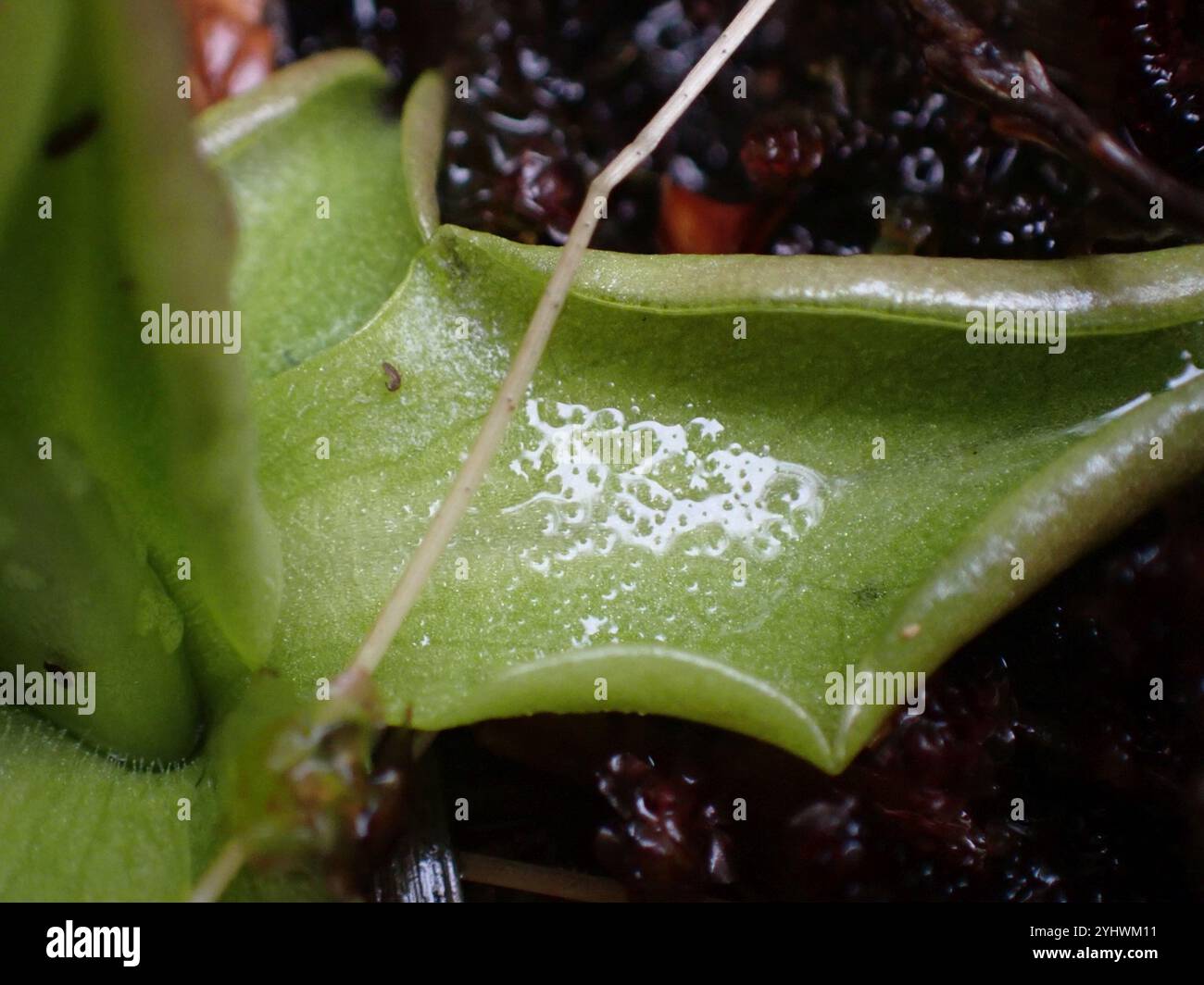 Common Butterwort (Pinguicula vulgaris Stock Photo - Alamy