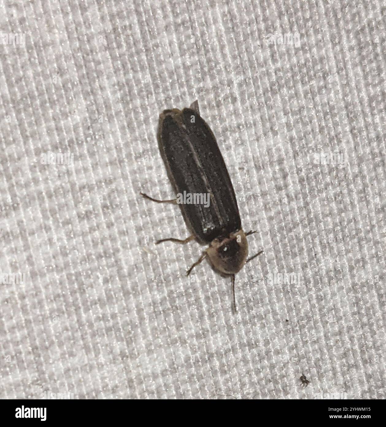 European Glow-worm (Lampyris noctiluca Stock Photo - Alamy