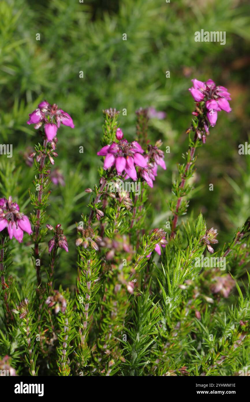 Bell Heather (Erica cinerea Stock Photo - Alamy