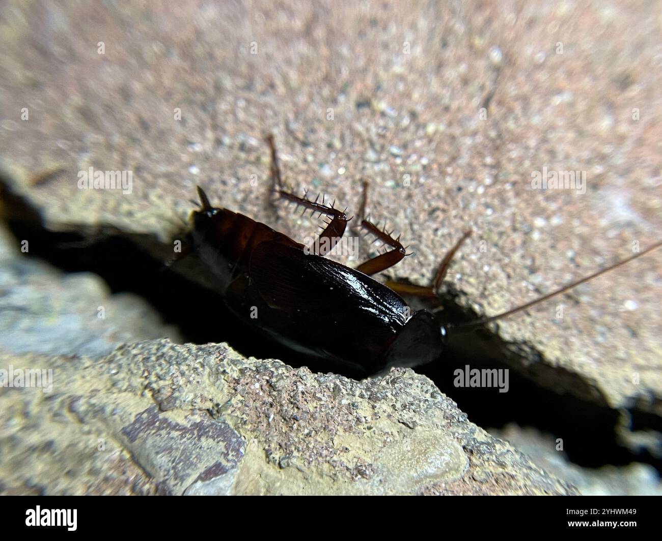 Oriental Cockroach (Blatta orientalis Stock Photo - Alamy