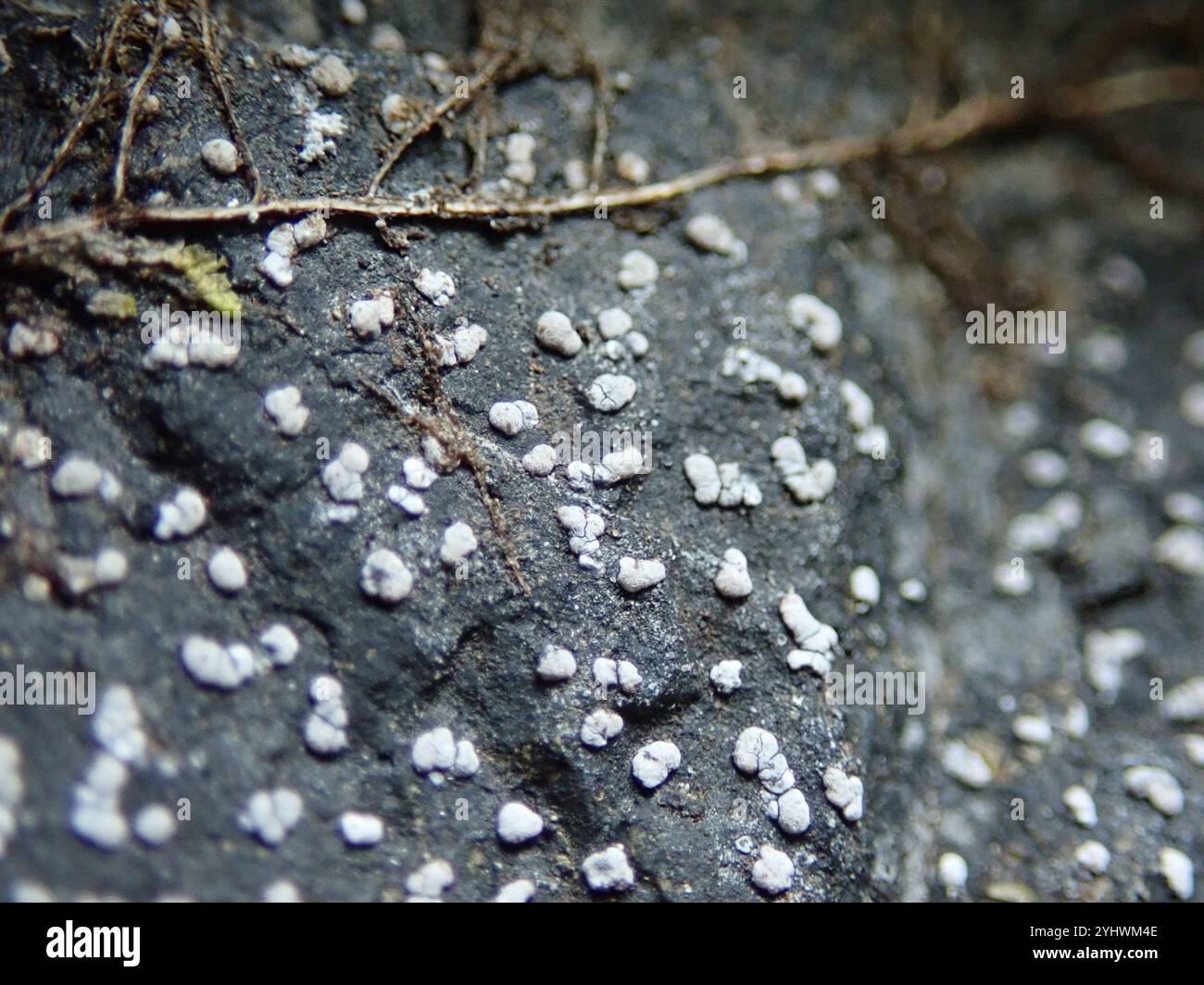 Tile Lichens (Lecidea Stock Photo - Alamy