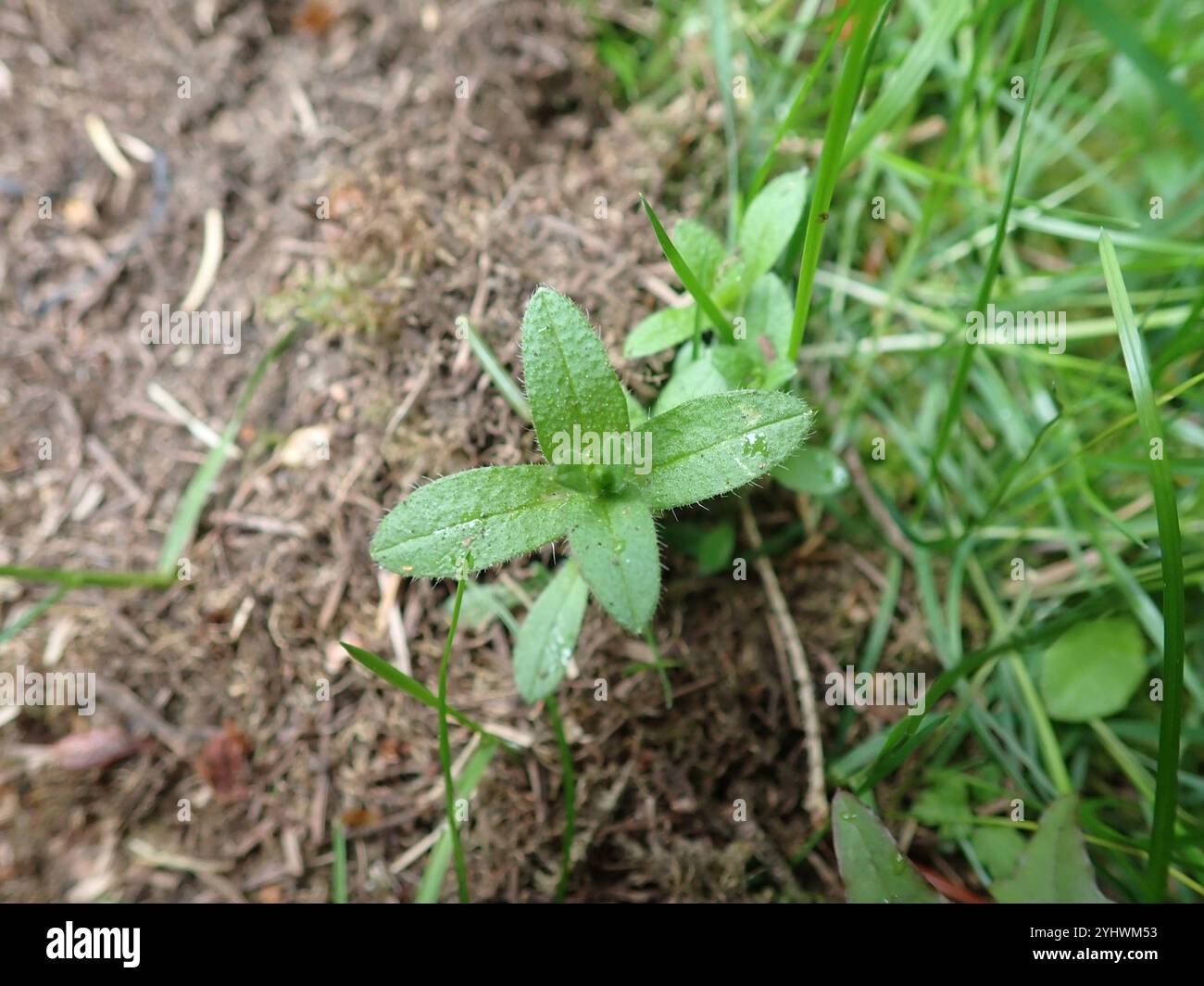 Sticky mouse-ear chickweed (Cerastium glomeratum Stock Photo - Alamy