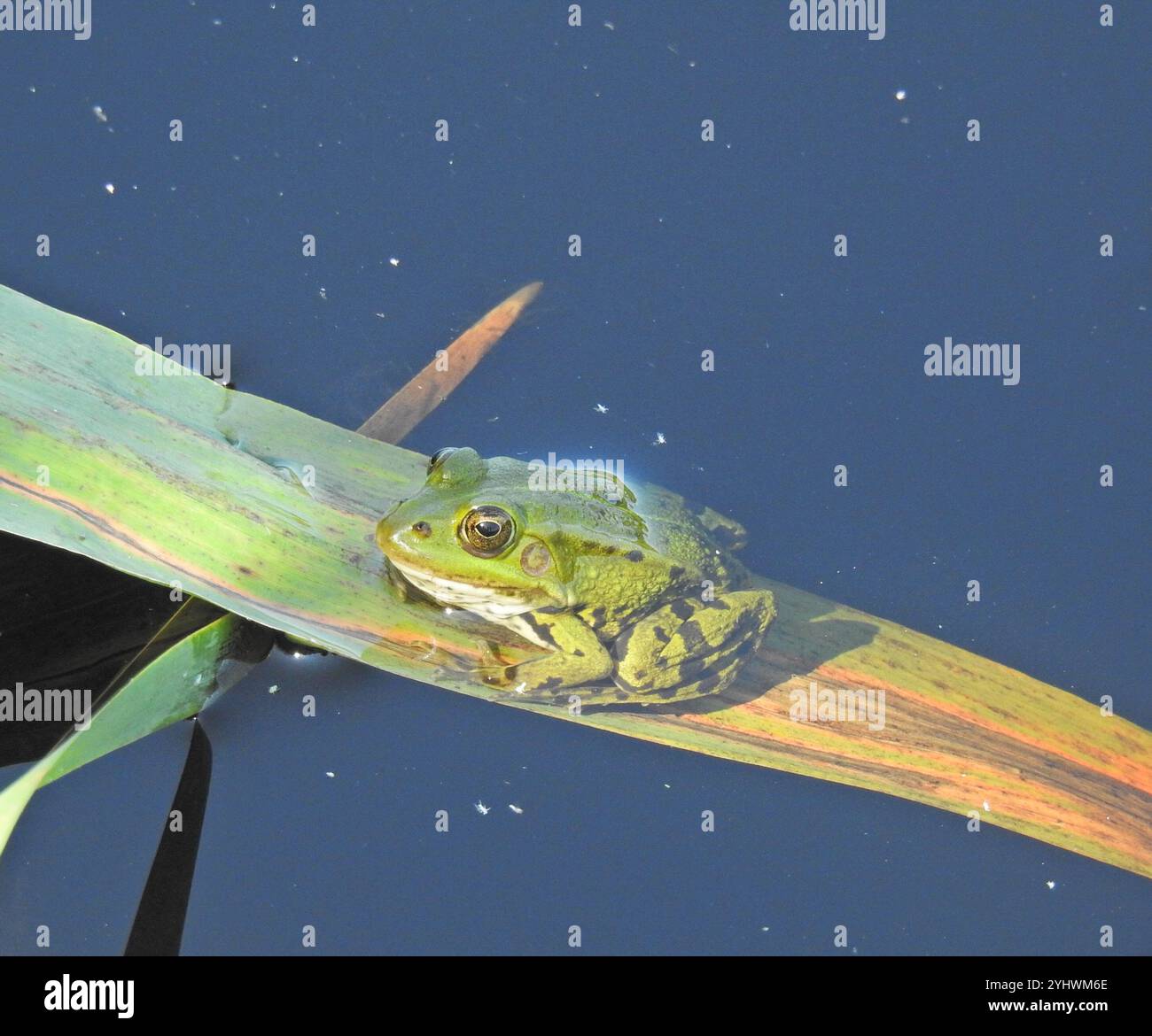 Pool frog complex and its kleptons (Pelophylax lessonae Stock Photo - Alamy