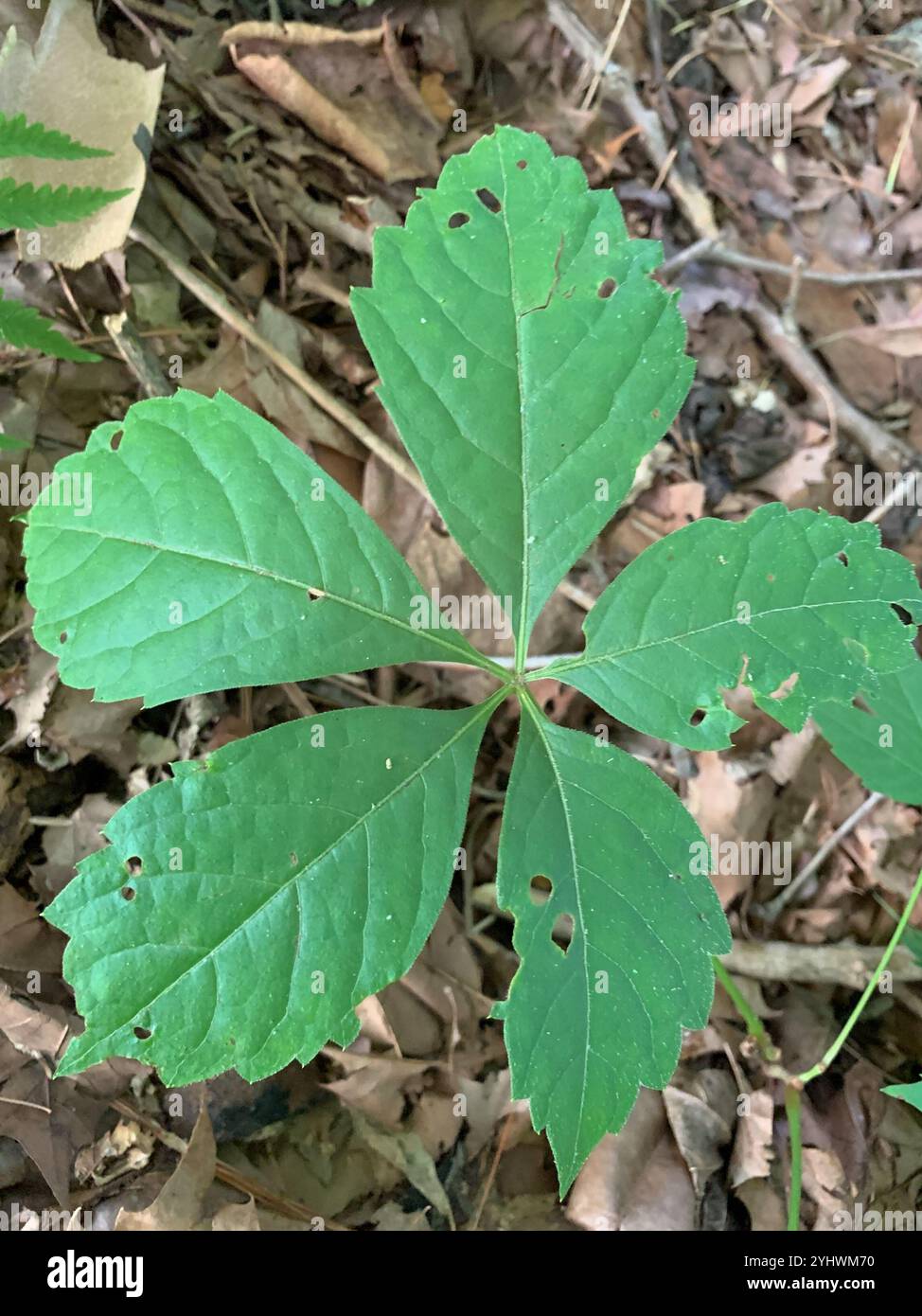 Virginia creeper (Parthenocissus quinquefolia Stock Photo - Alamy