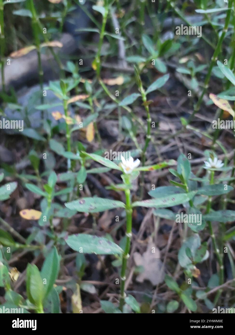 Alternanthera philoxeroides hi-res stock photography and images - Alamy