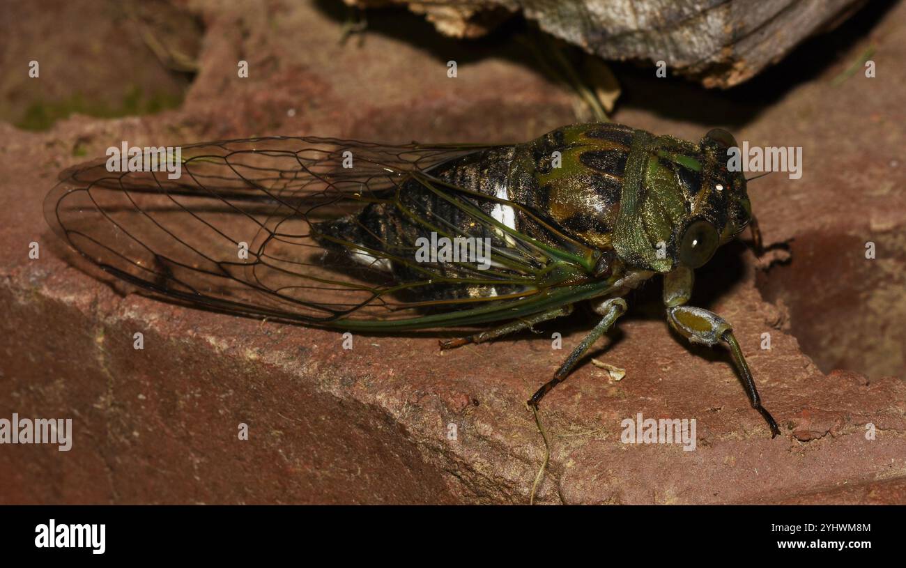 Scissor Grinder (Neotibicen pruinosus Stock Photo - Alamy
