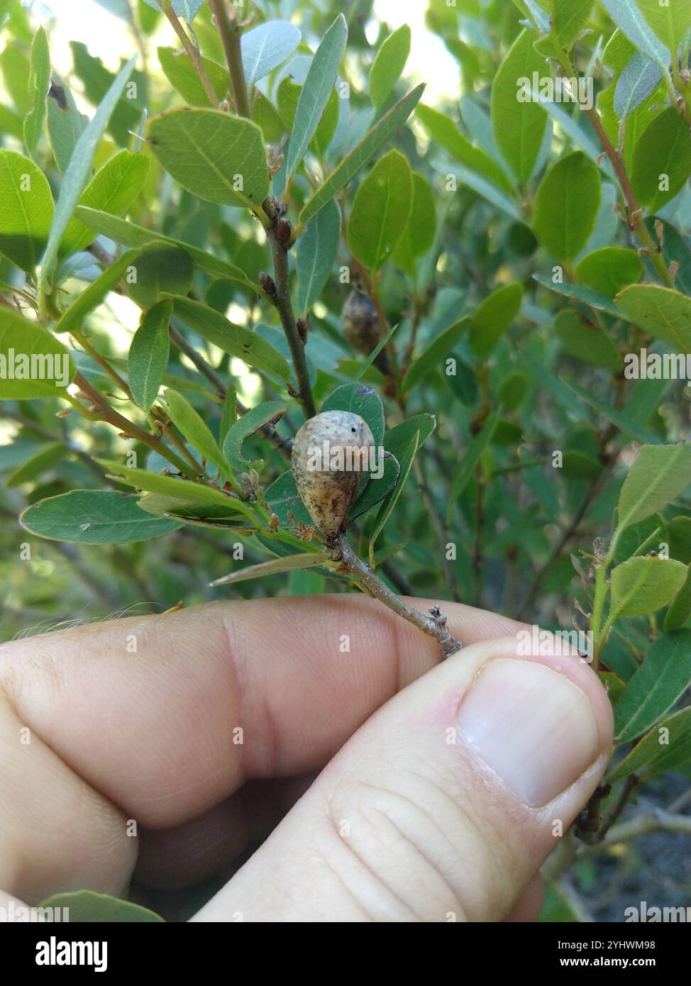 Beaked Spindle Gall Wasp (Heteroecus pacificus Stock Photo - Alamy