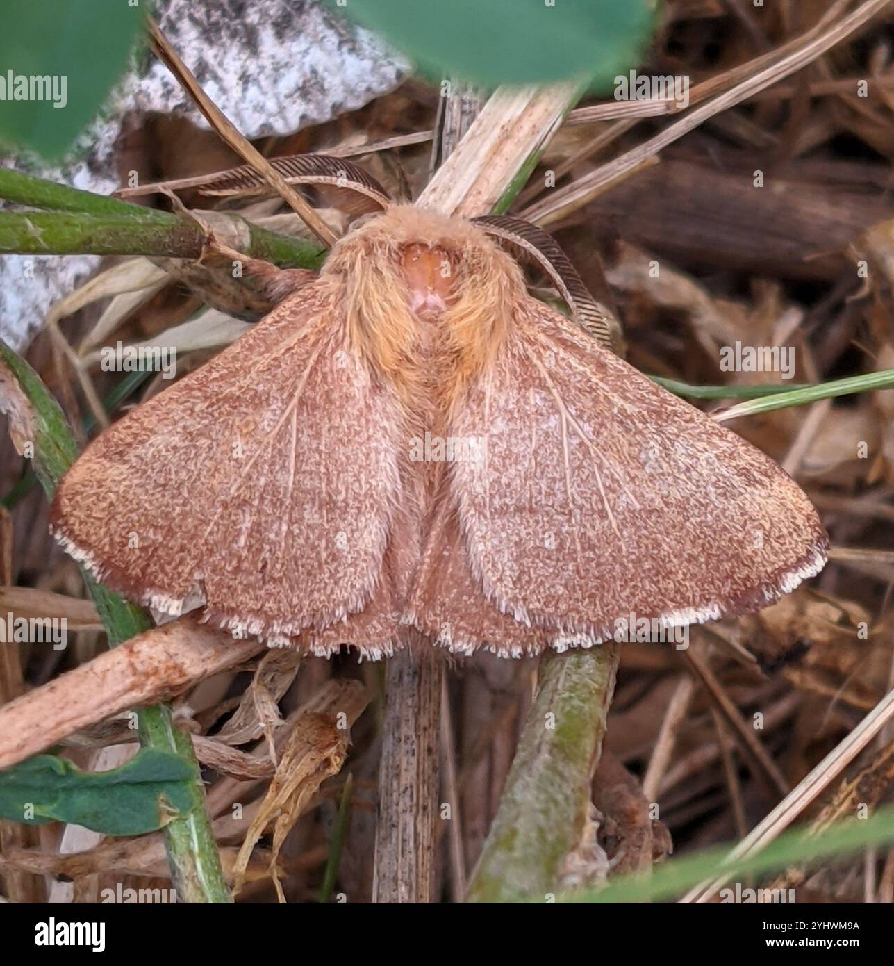 Forest Tent Caterpillar Moth (Malacosoma disstria Stock Photo - Alamy