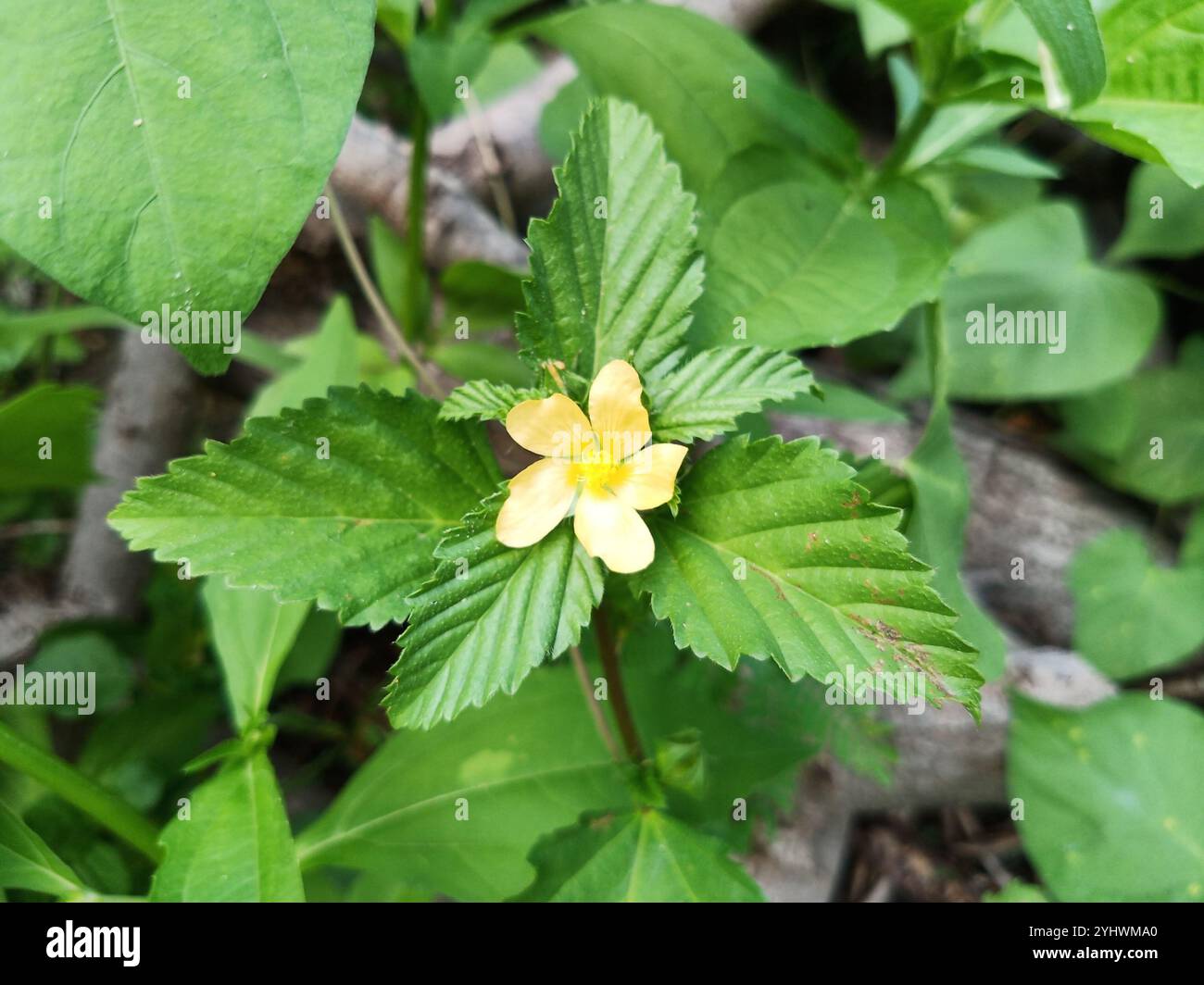 three-lobe false mallow (Malvastrum coromandelianum Stock Photo - Alamy