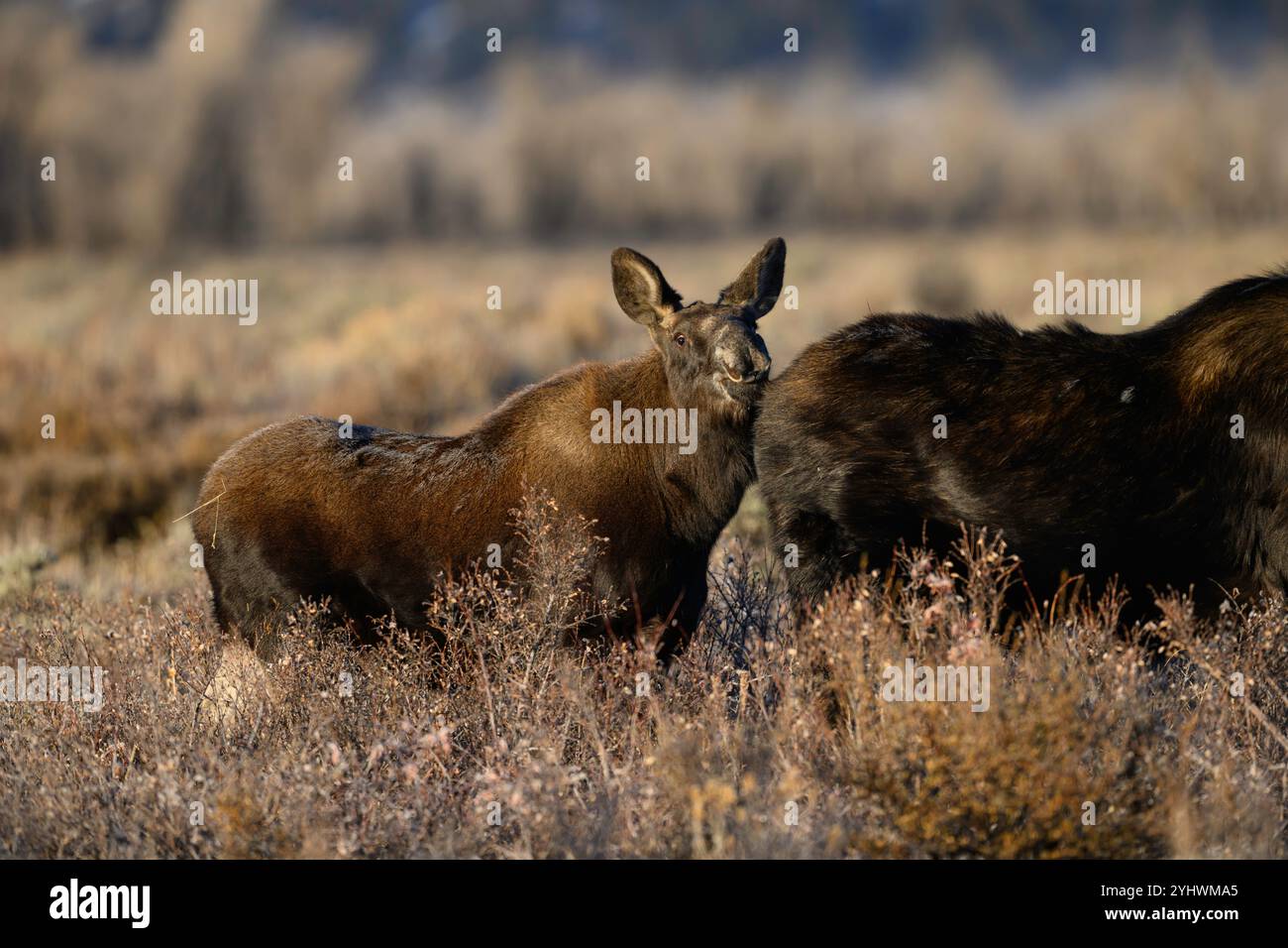 Moose calf biting his Mom's tail in Grand Teton National Park, Wyoming ...