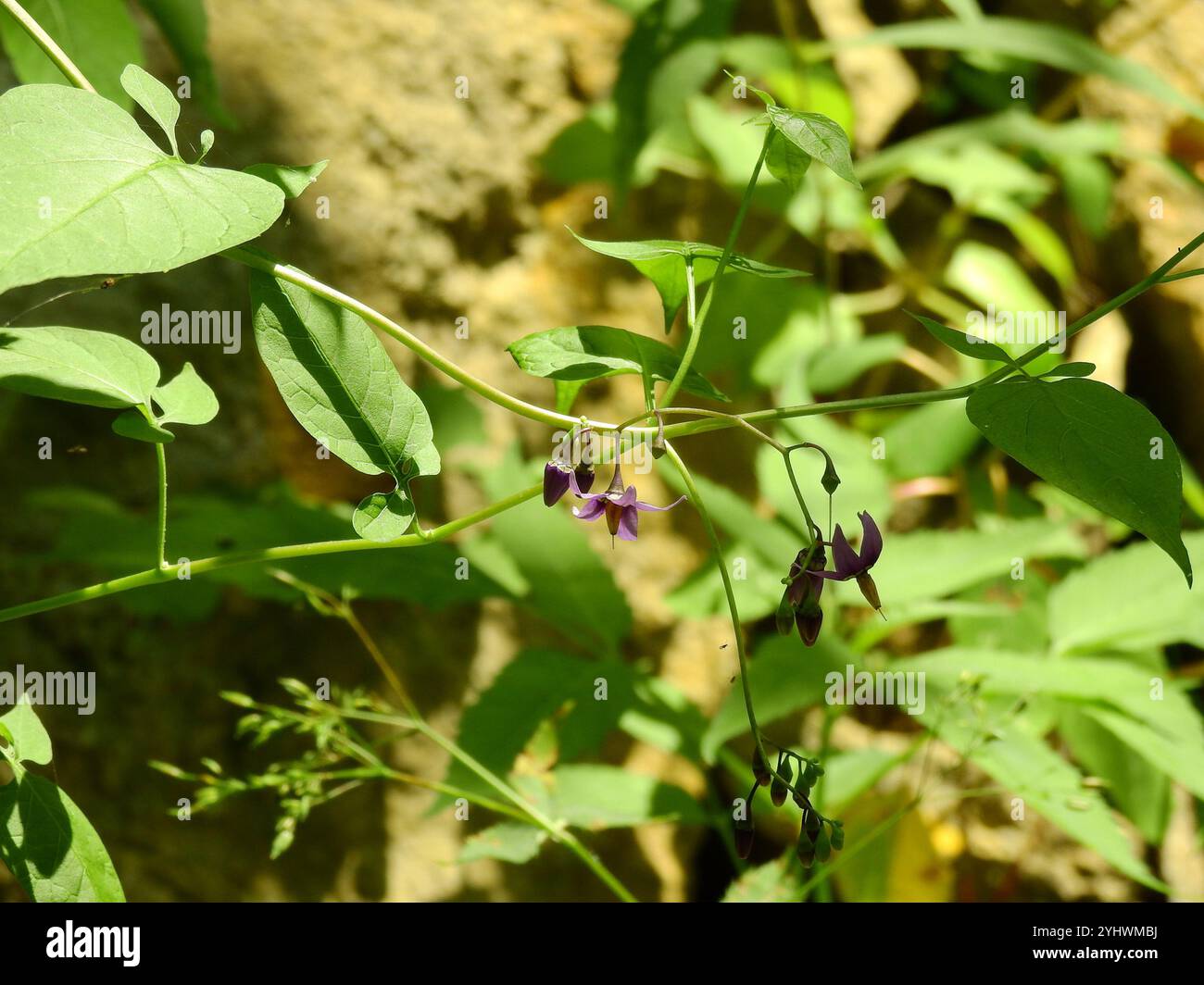 bittersweet nightshade (Solanum dulcamara Stock Photo - Alamy