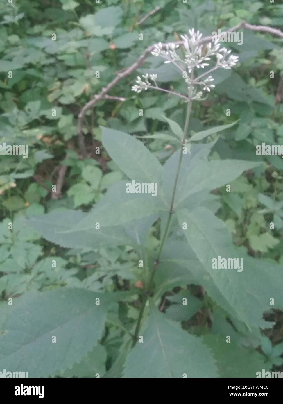 Joe-Pye weeds (Eutrochium Stock Photo - Alamy
