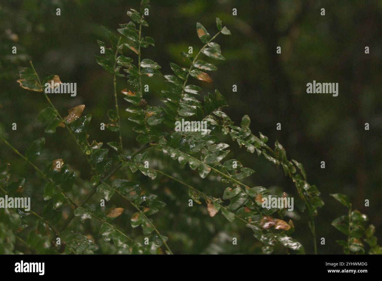 angel's hair (Cojoba costaricensis Stock Photo - Alamy