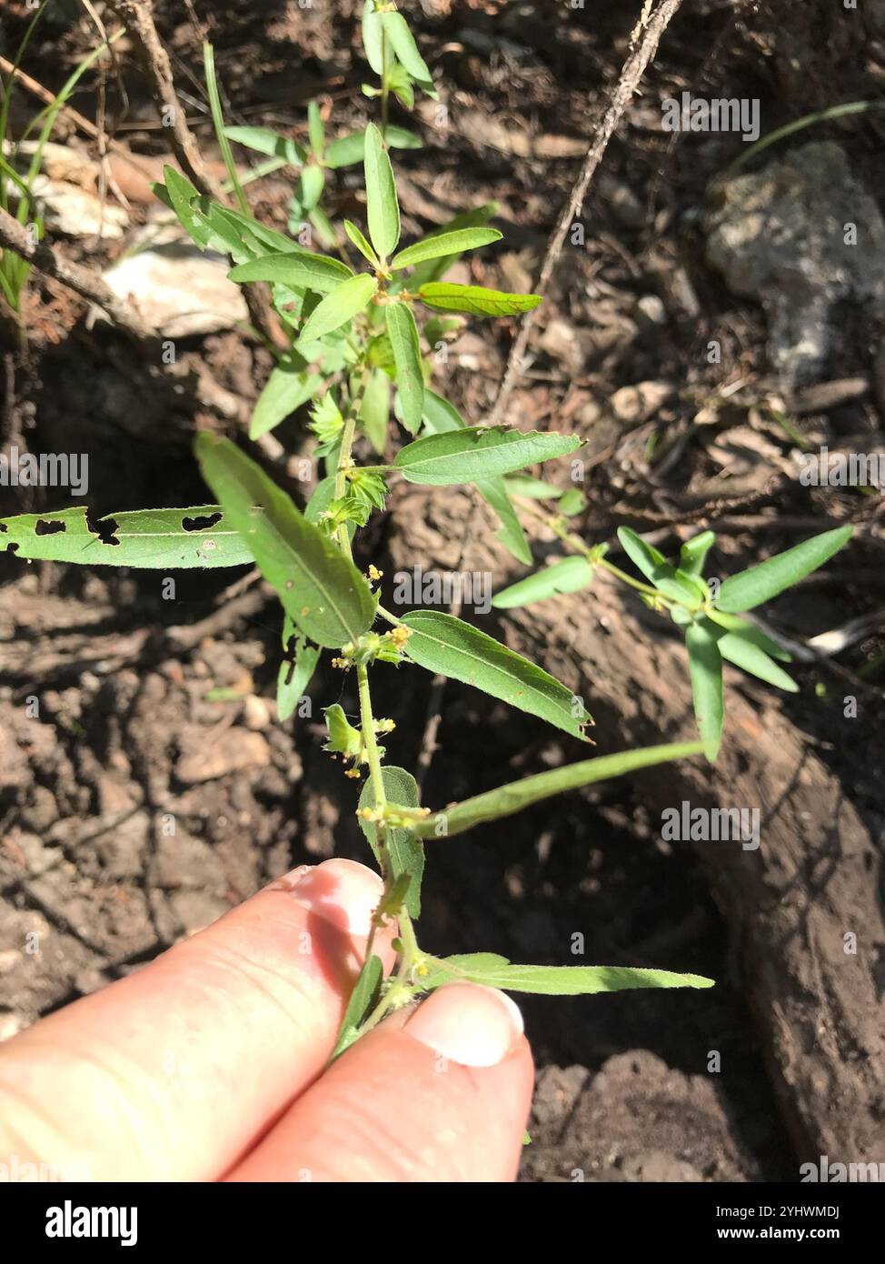 Slender Three-seeded Mercury (Acalypha gracilens Stock Photo - Alamy