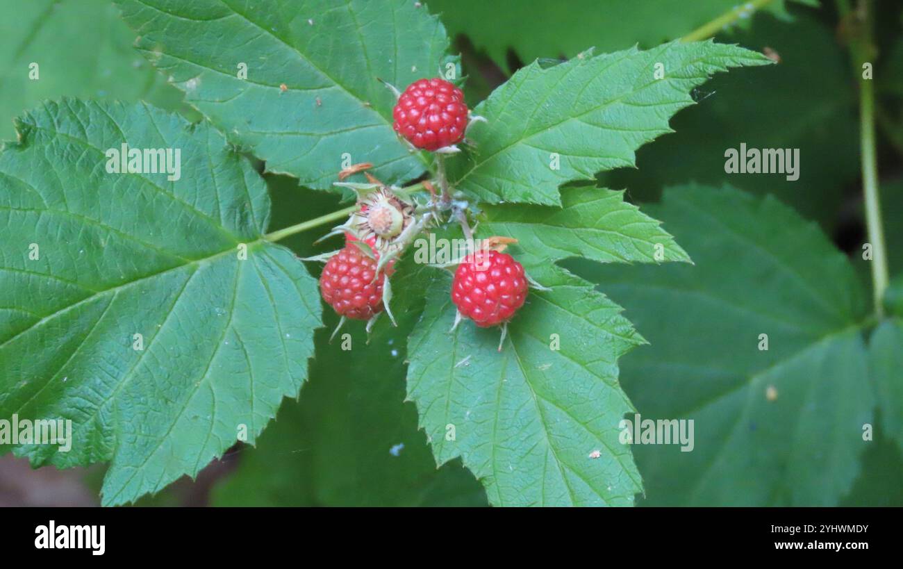 black raspberry (Rubus occidentalis Stock Photo - Alamy