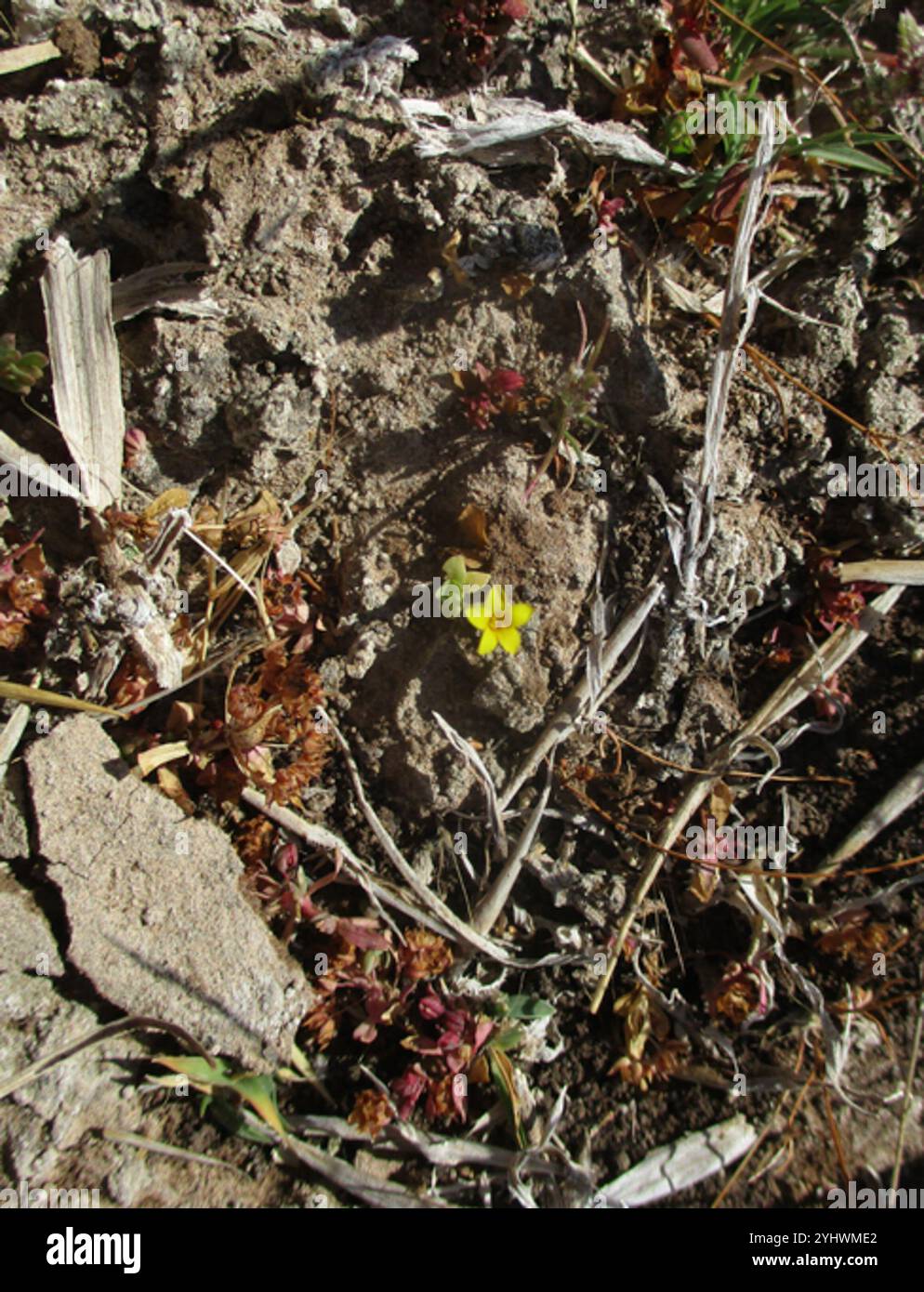 Sebaea hi-res stock photography and images - Alamy