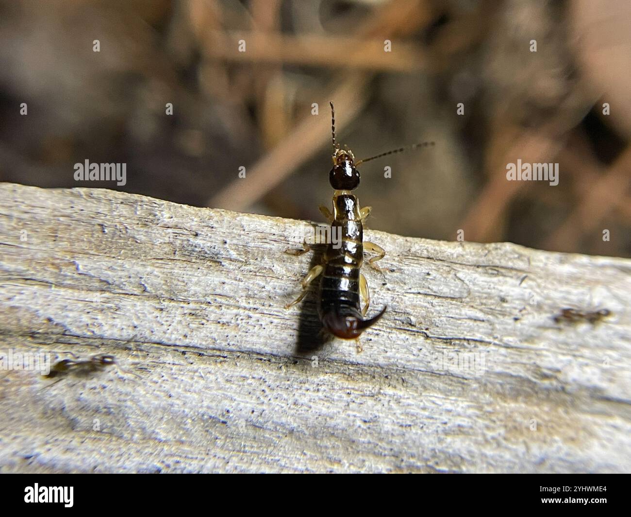 Euborellia annulipes hi-res stock photography and images - Alamy